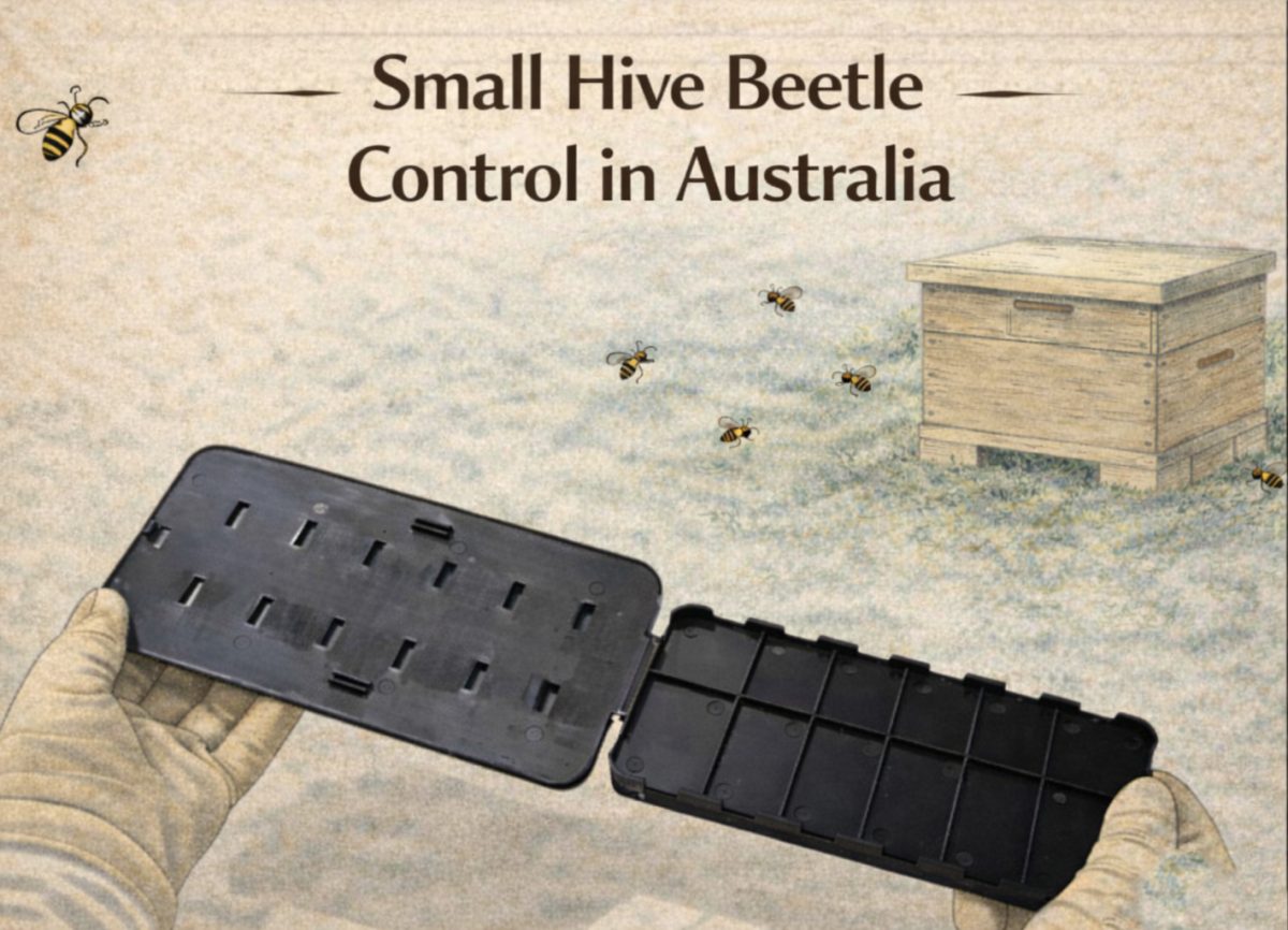 Small Hive Beetle Control for Australian Beekeepers - Pender Beekeeping ...